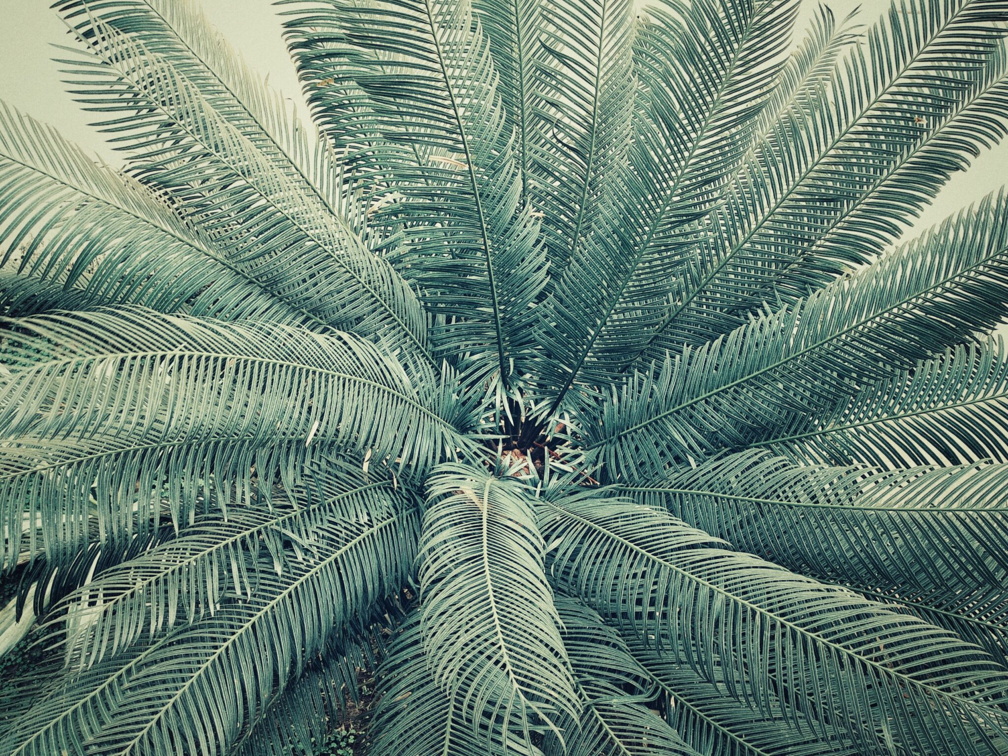 What is Palm Mar in Tenerife like?